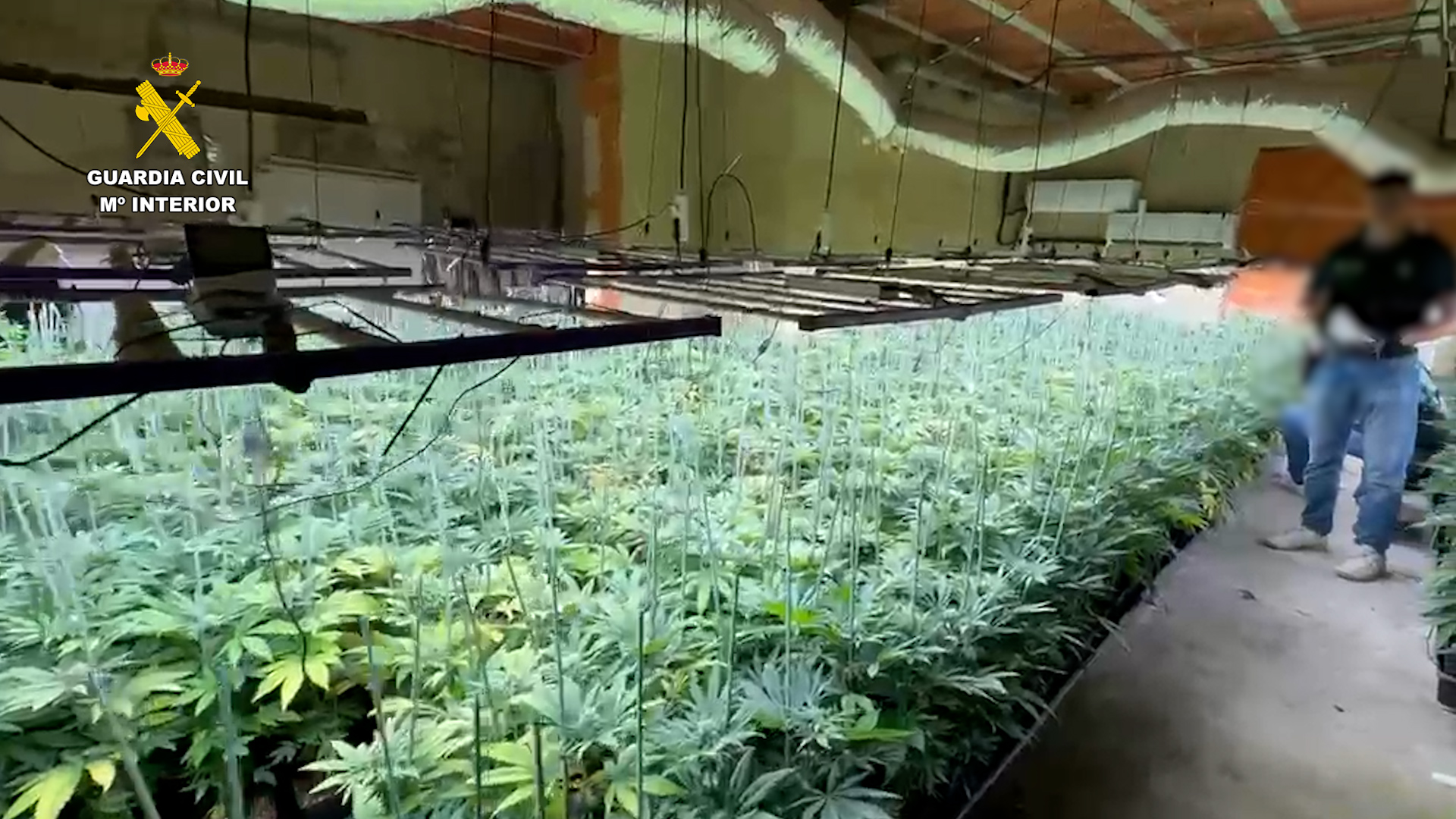Desmantelada plantación de marihuana en chalet de Picassent