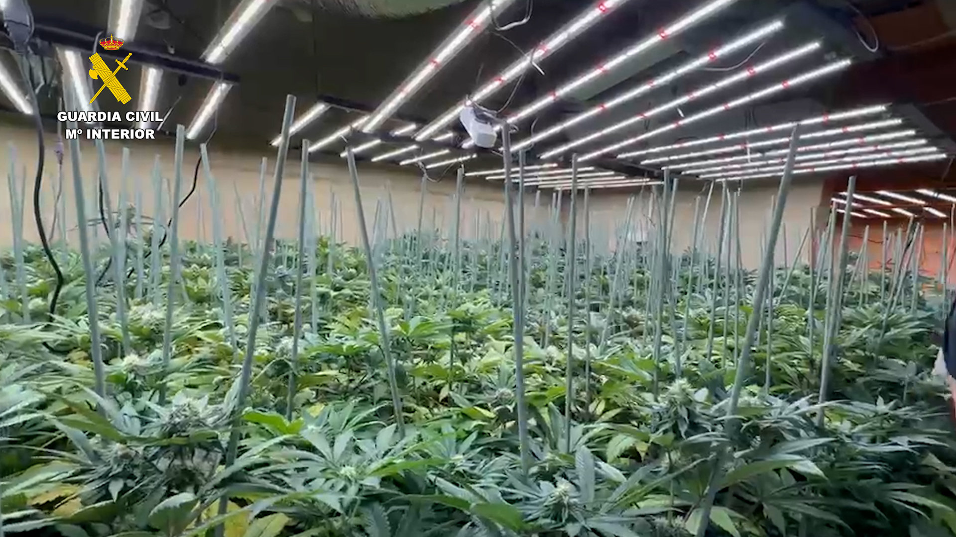 Desmantelada plantación de marihuana en chalet de Picassent